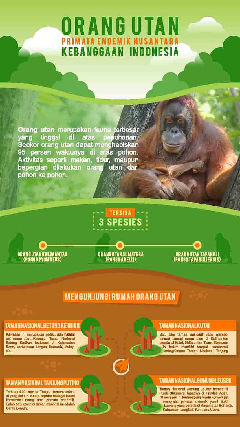 Orang Utan Primata Endemik Nusantara Kebanggan Indonesia