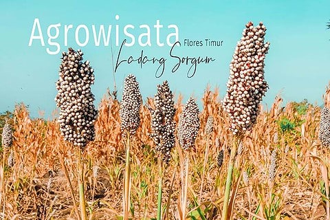 Agrowisata Ladang Sorgum Flores Timur | Mengenal Potensi Wisata